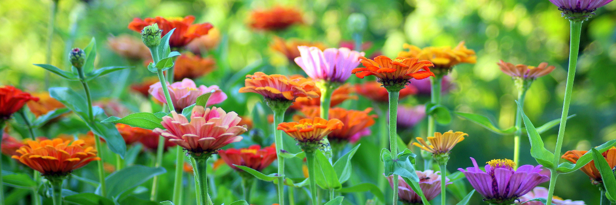 Middleware OMS For Supply Chain Operations | OrderEase